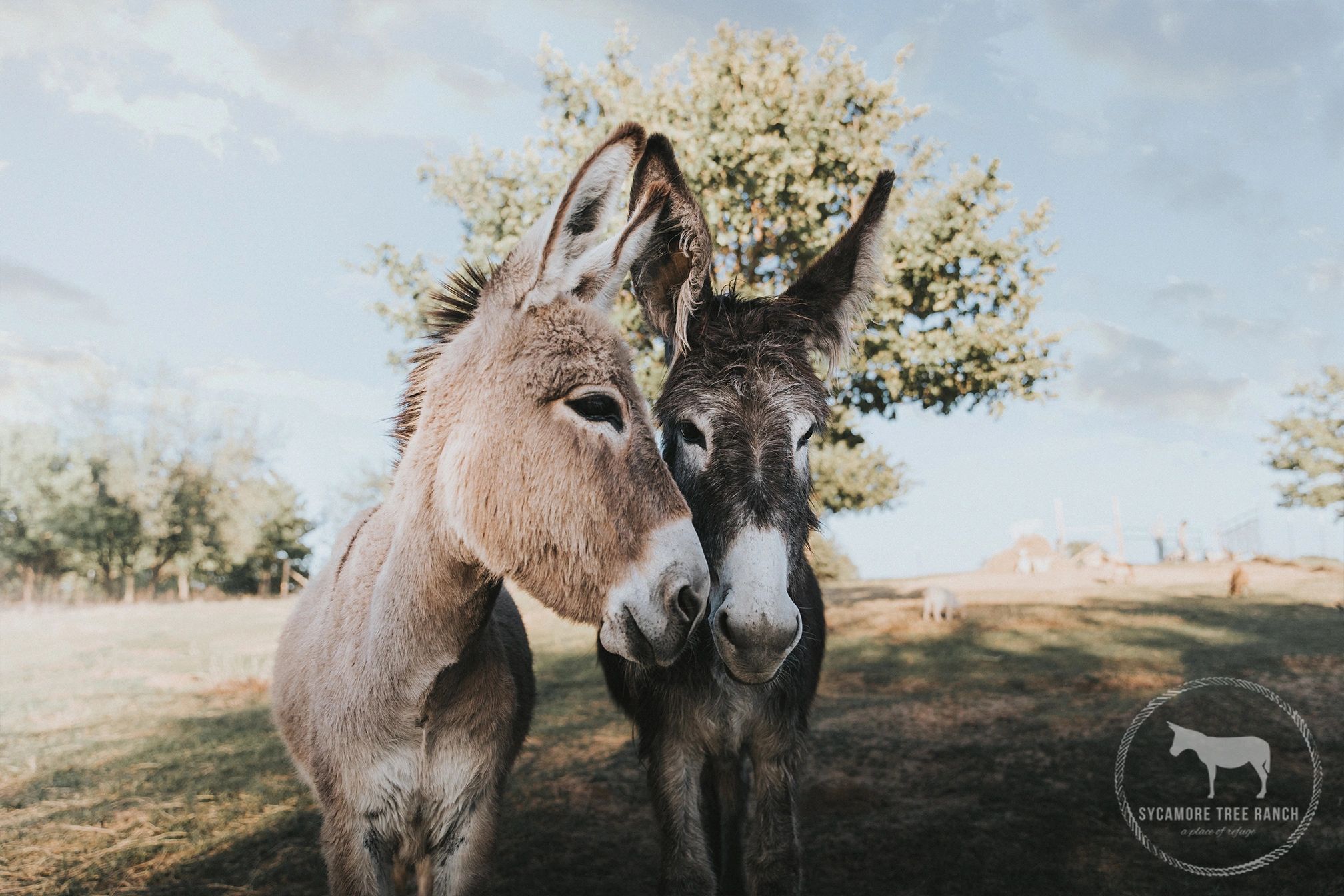 Meet the Animals | Sycamore Tree Ranch