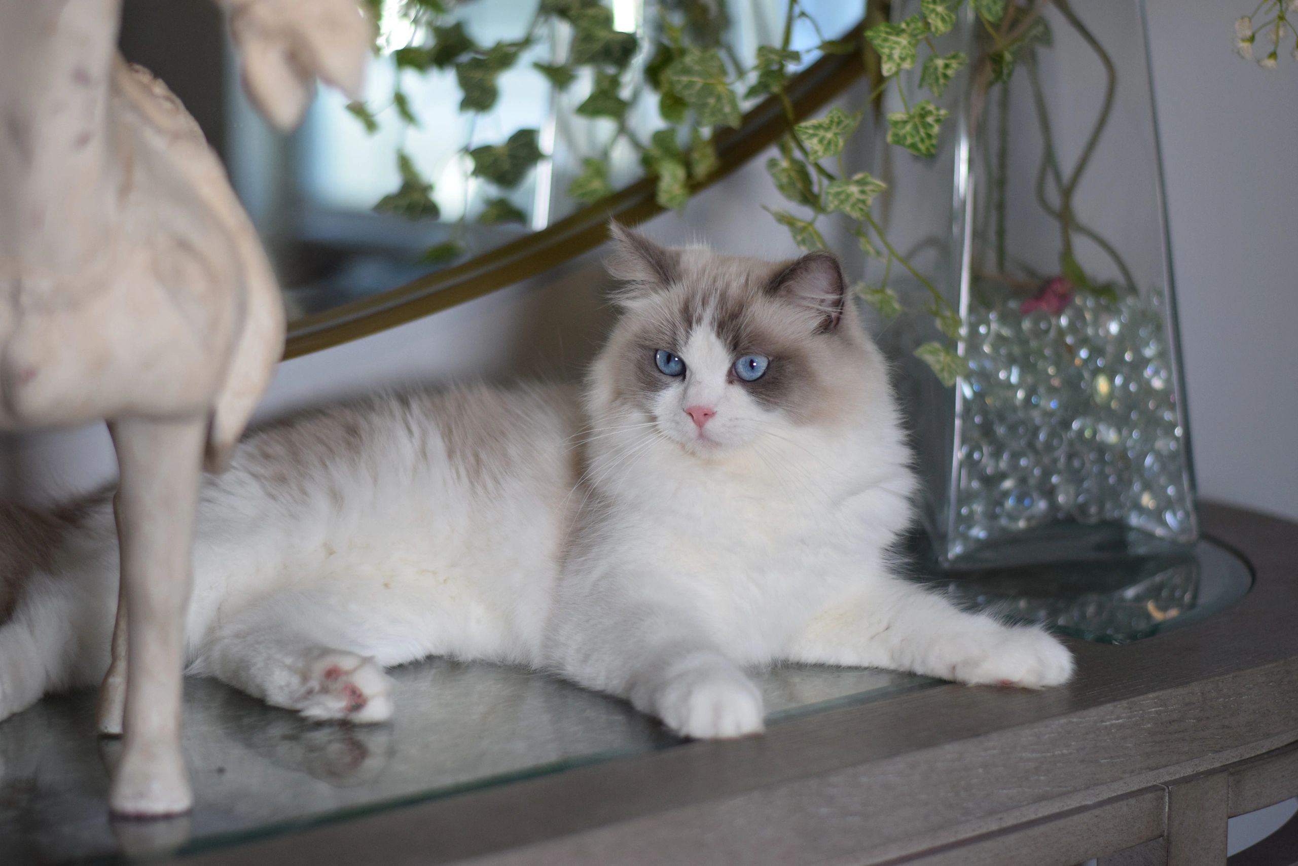 Ragdoll Kittens for Sale - Find Your Perfect Furry Companion