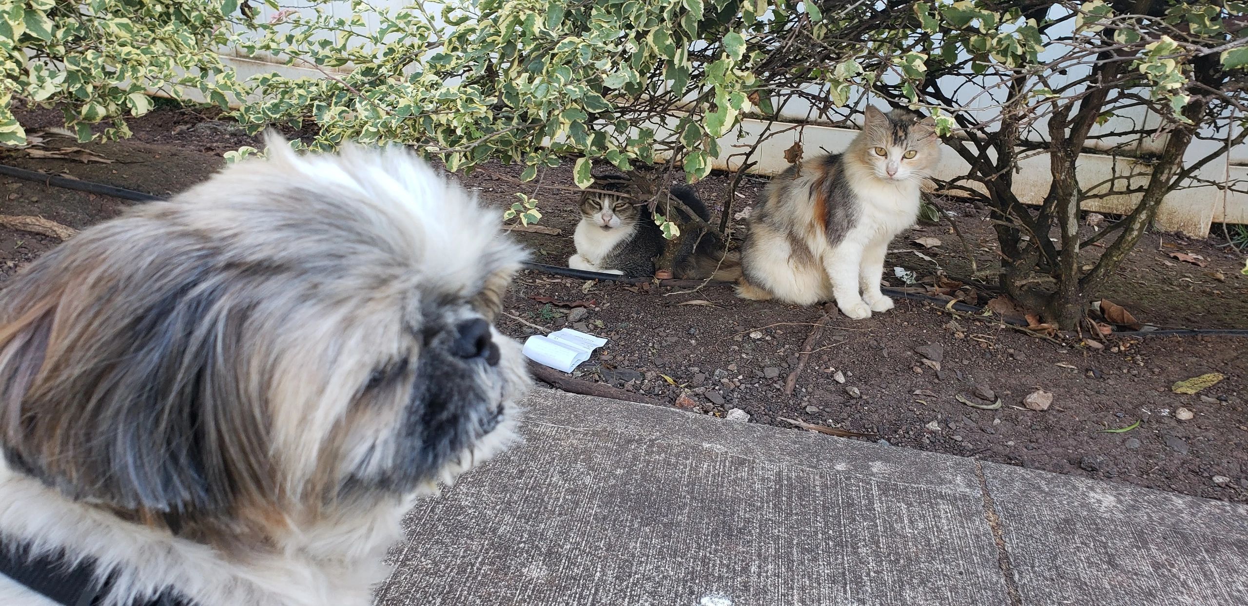 Taming the Wild: A Quick Guide to Taming and Adopting a Feral Cat