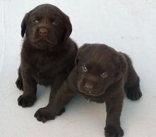 Labrador Retriever Breeder Ontario Purebred Labrador Retriever Puppies