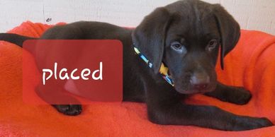 Lucky Labs - Puppies for Sale, Labrador Puppies | Lucky Labs