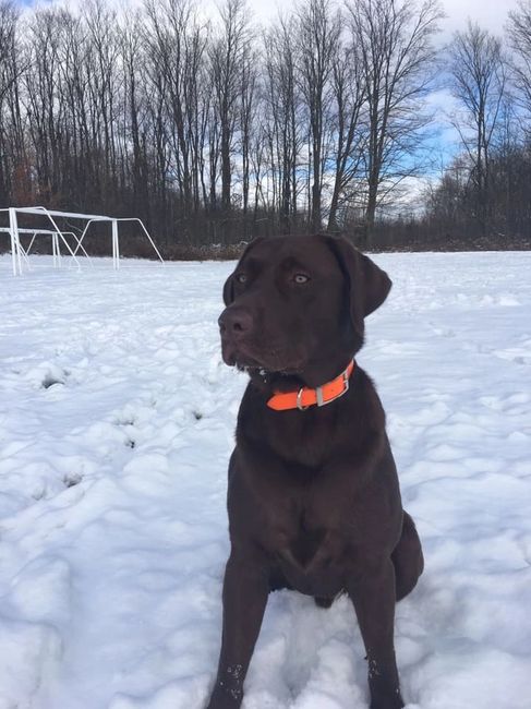 Labrador Retriever Puppies in Toronto, Ontario | Lucky Labs