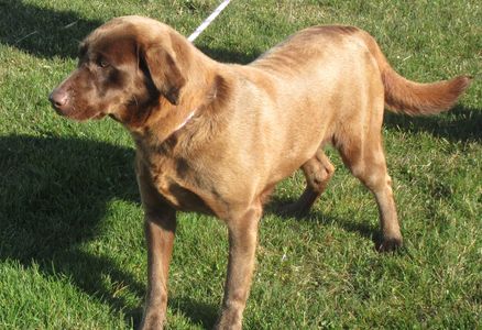 Lucky Labs - Puppies for Sale, Labrador Puppies | Lucky Labs