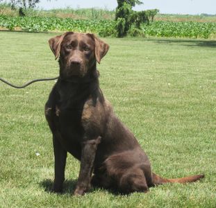 Lucky Labs - Puppies for Sale, Labrador Puppies | Lucky Labs