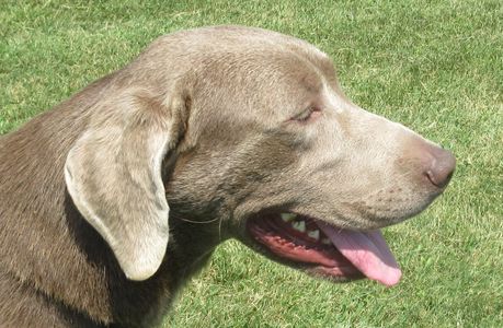 Lucky Labs - Puppies for Sale, Labrador Puppies | Lucky Labs