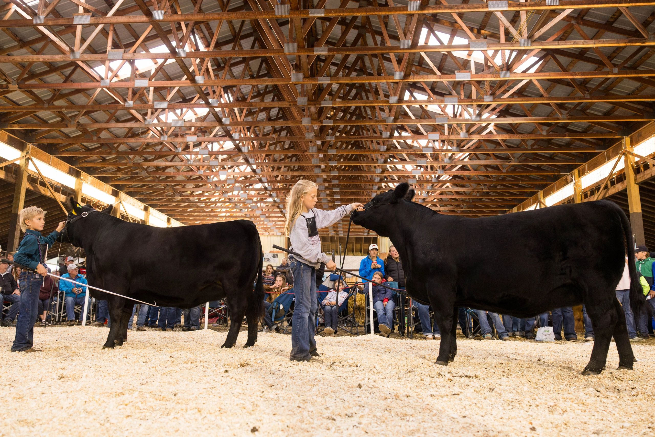 Sponsorship Opportunity! | Bashaw Agricultural Show Committee