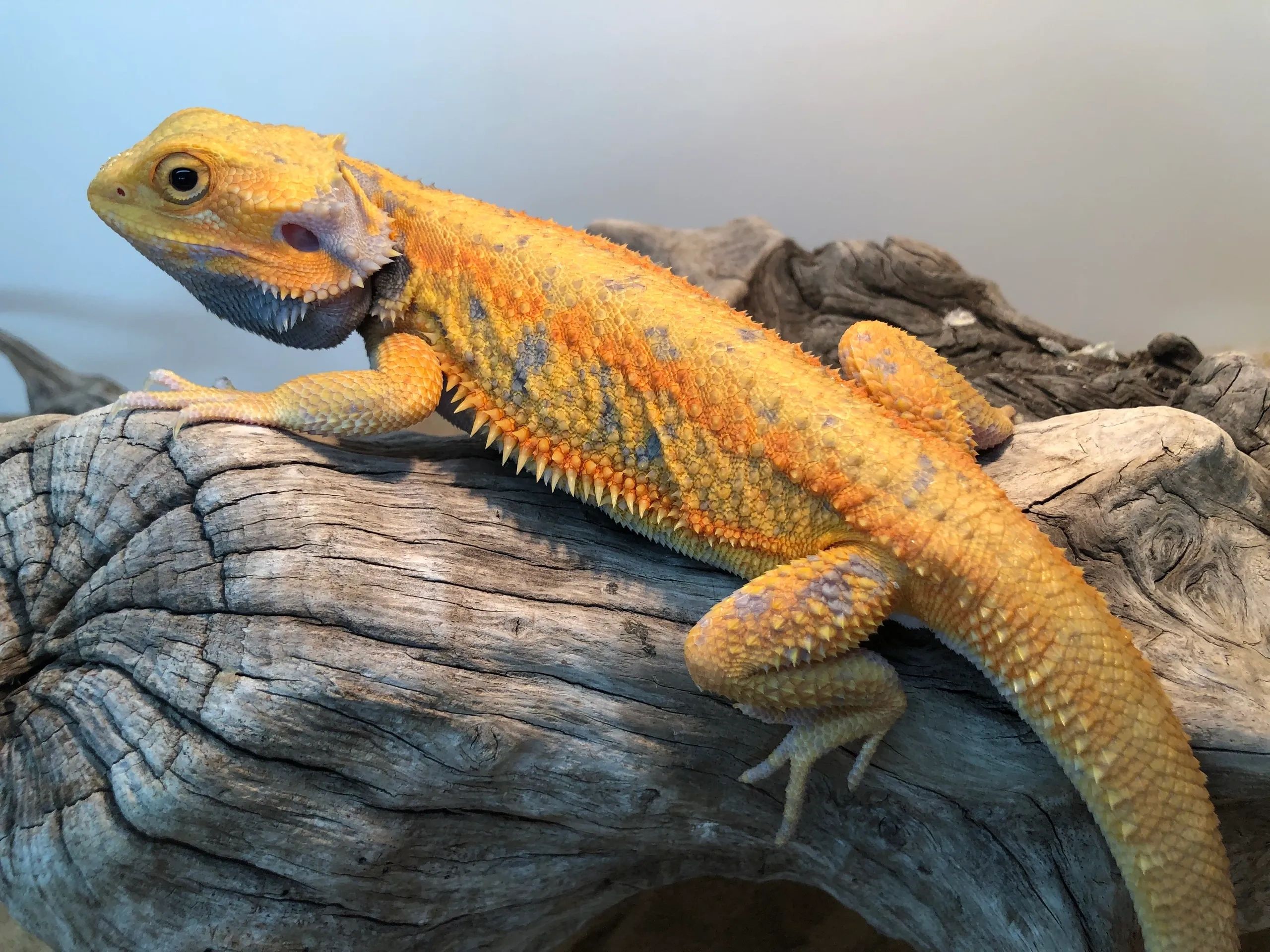Spitfire Bearded Dragons - Home