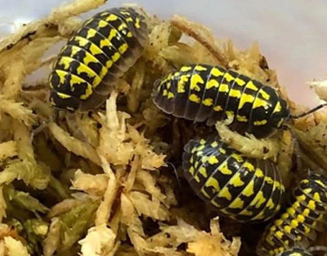 Why are Biologically Active Micro-Organisms Important to Isopods?
