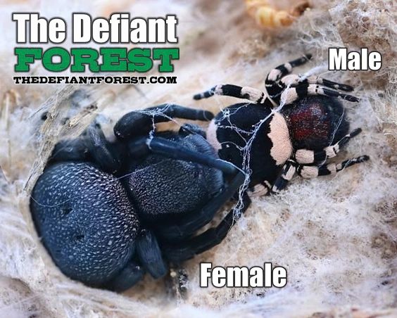 Blue Velvet Spider, Eresus sp. "Sidi Ifni"