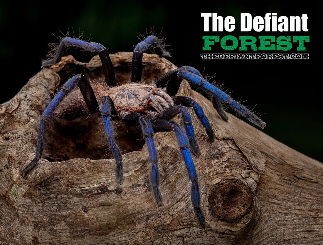 Borneo Neon Blue-Leg Tarantula, Birupes simoroxigorum