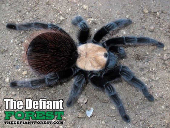 Mexican Golden Red Rump Tarantula, Brachypelma albiceps