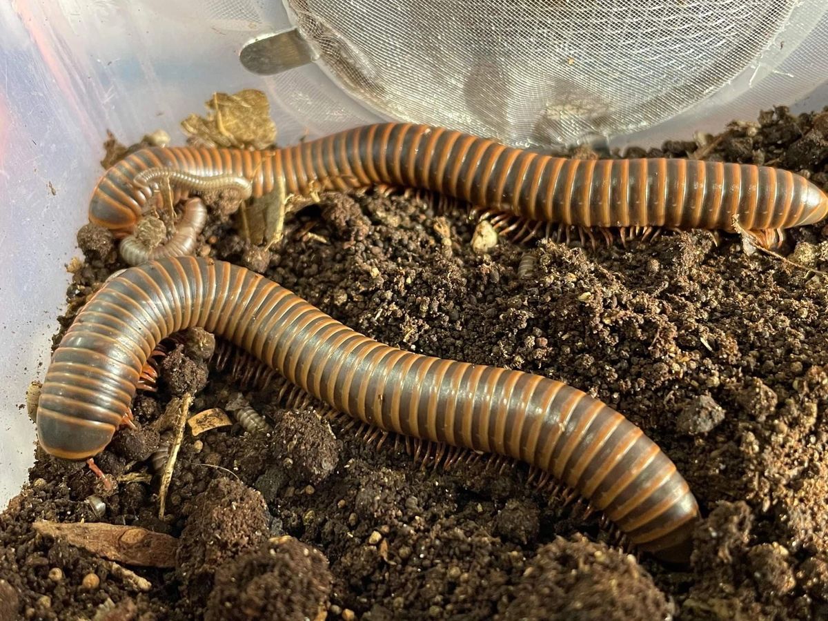 Biggest Millipede In The World
