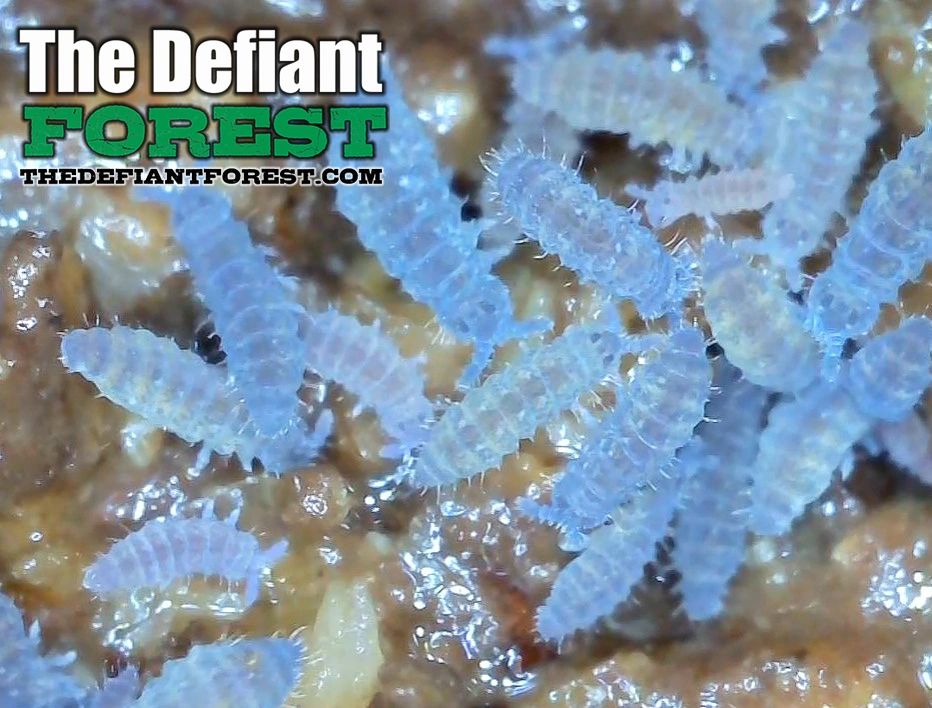 Purple Springtails, Ceratophysella, sp.