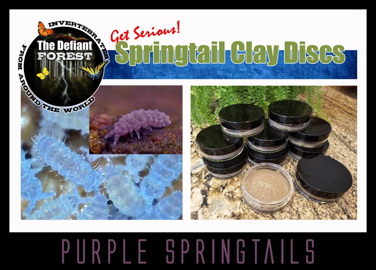 Purple Springtails, Ceratophysella, sp. - Live Springtail Clay Culture ...