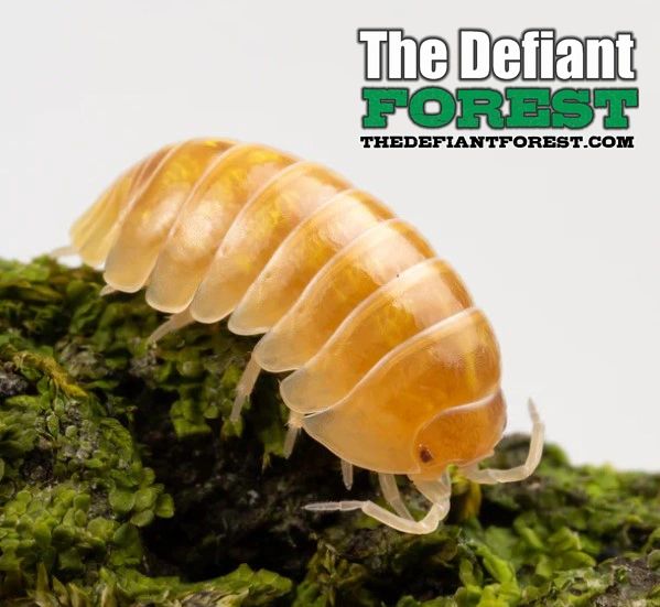 What Do Roly Polys Eat?