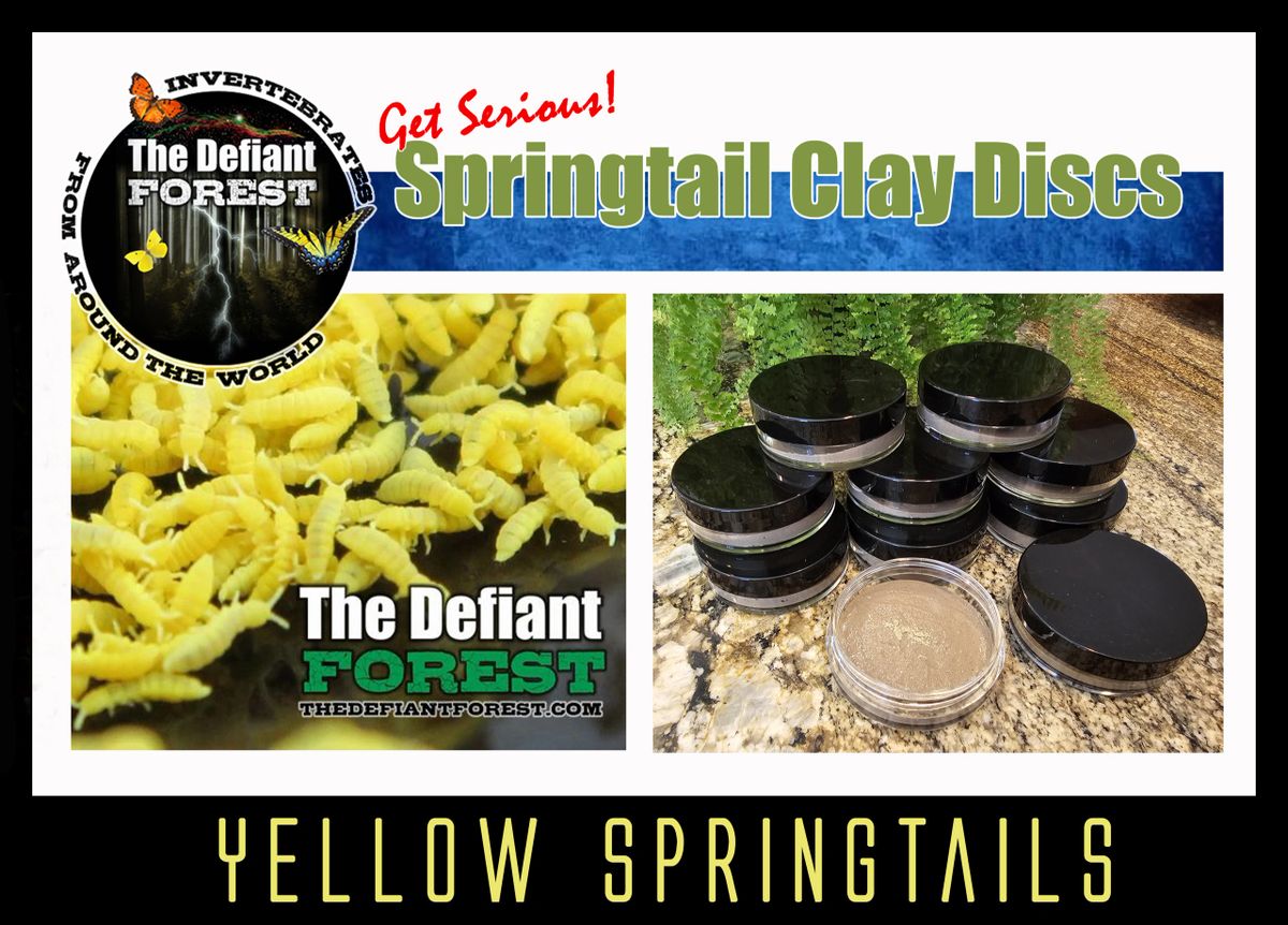 Yellow Springtails, Ceratophysella Sp. - Live Springtail Clay Culture ...