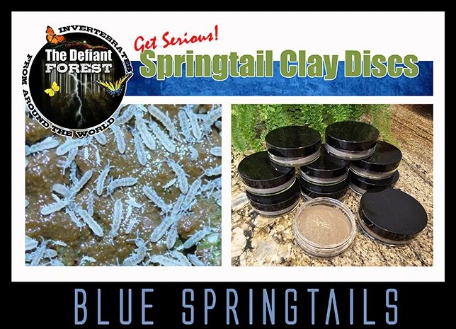 Blue Springtails, Podura sp. - Live Springtail Clay Culture Seeding Discs