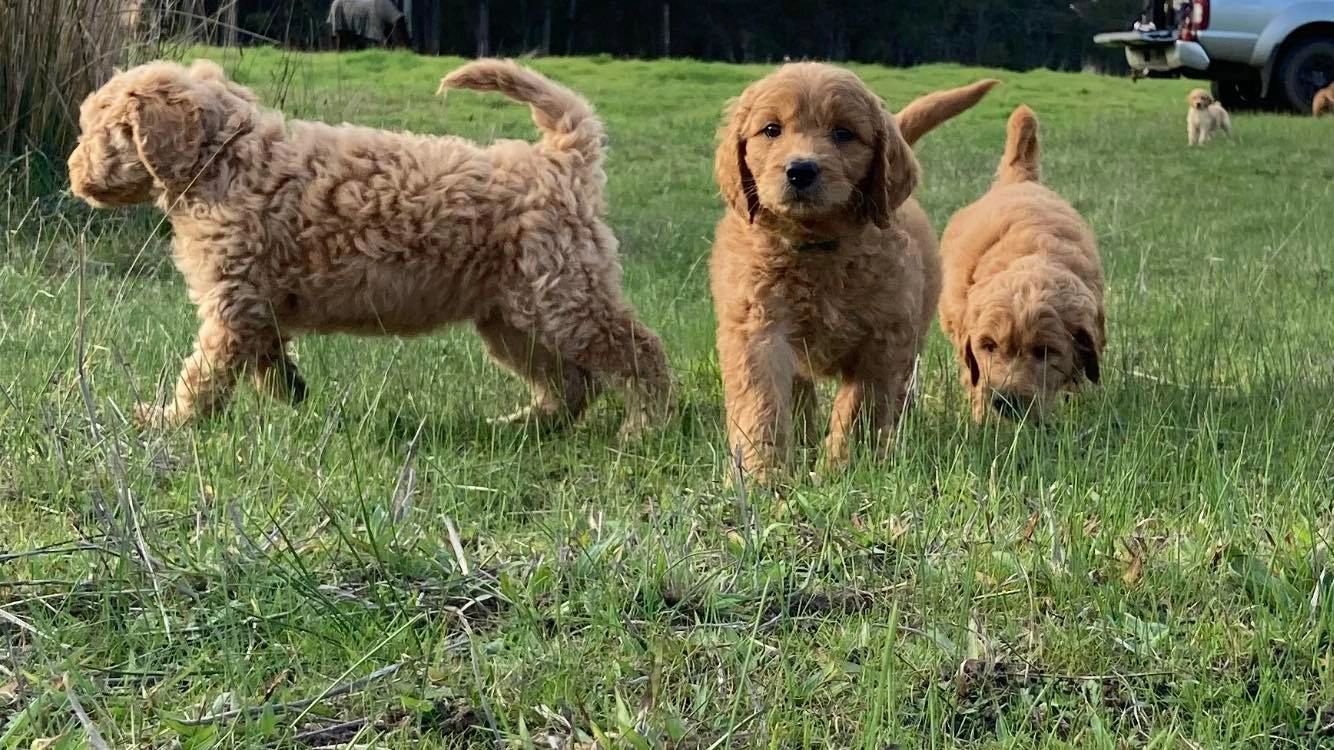 5 Reasons to get your Groodle puppy from an NGA Breeder!