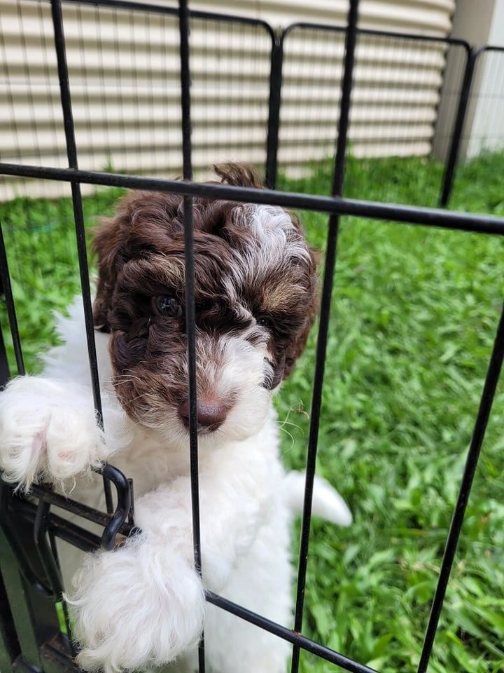 Groodle colours and patterns