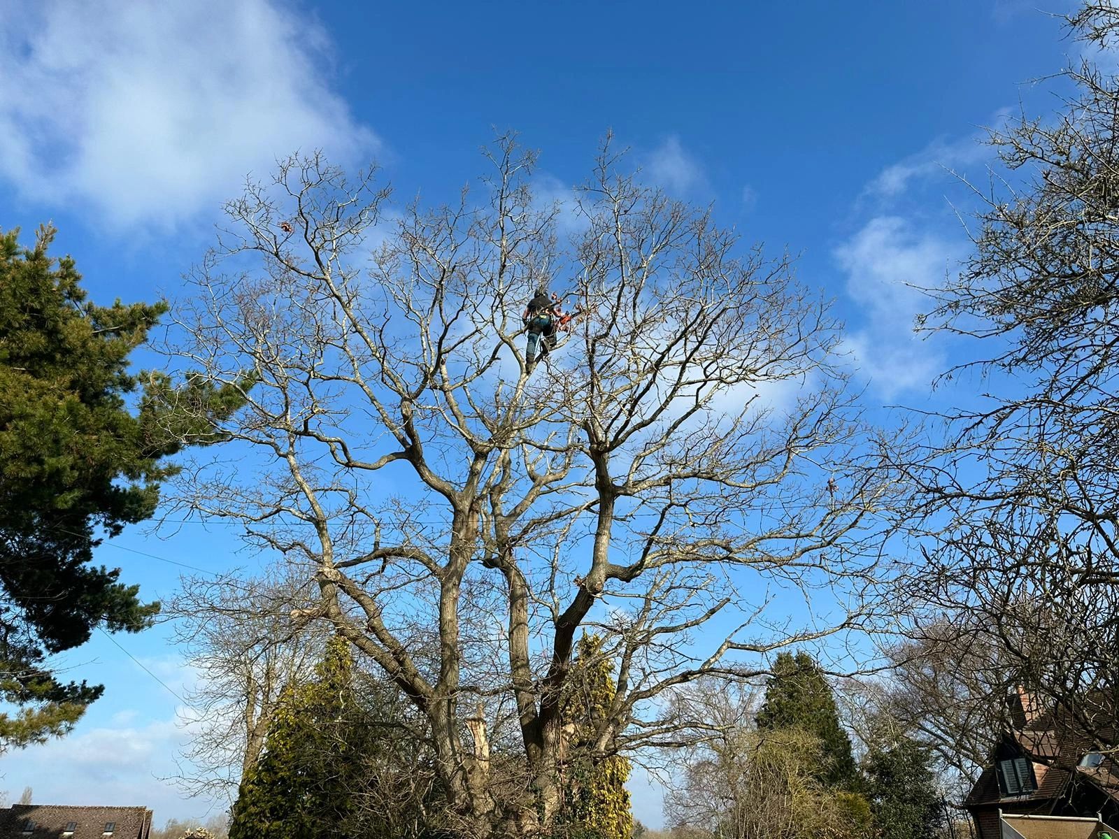 Professional Arborist/ Tree Surgeon for your Garden Care