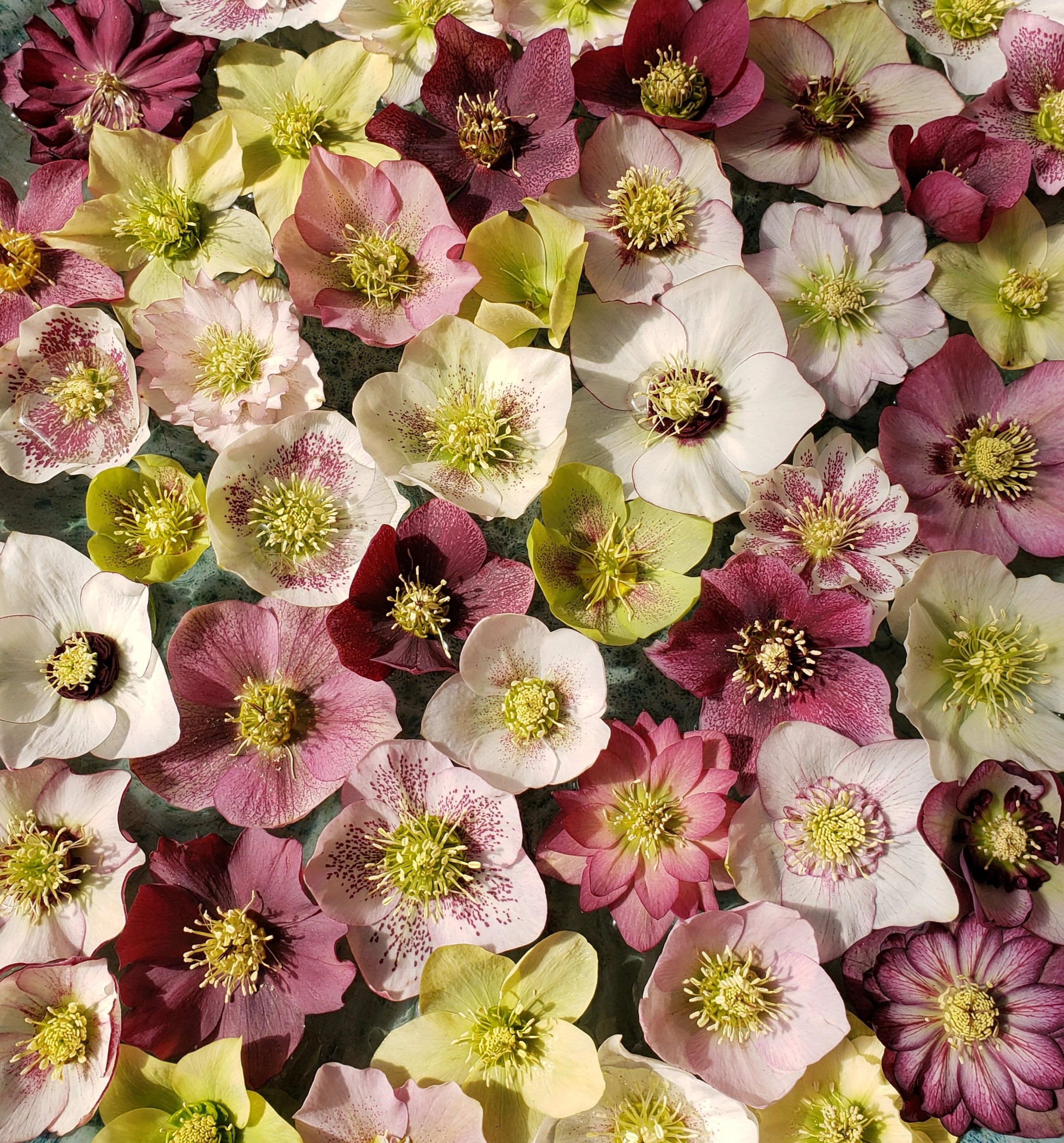 Hope blooms in the garden