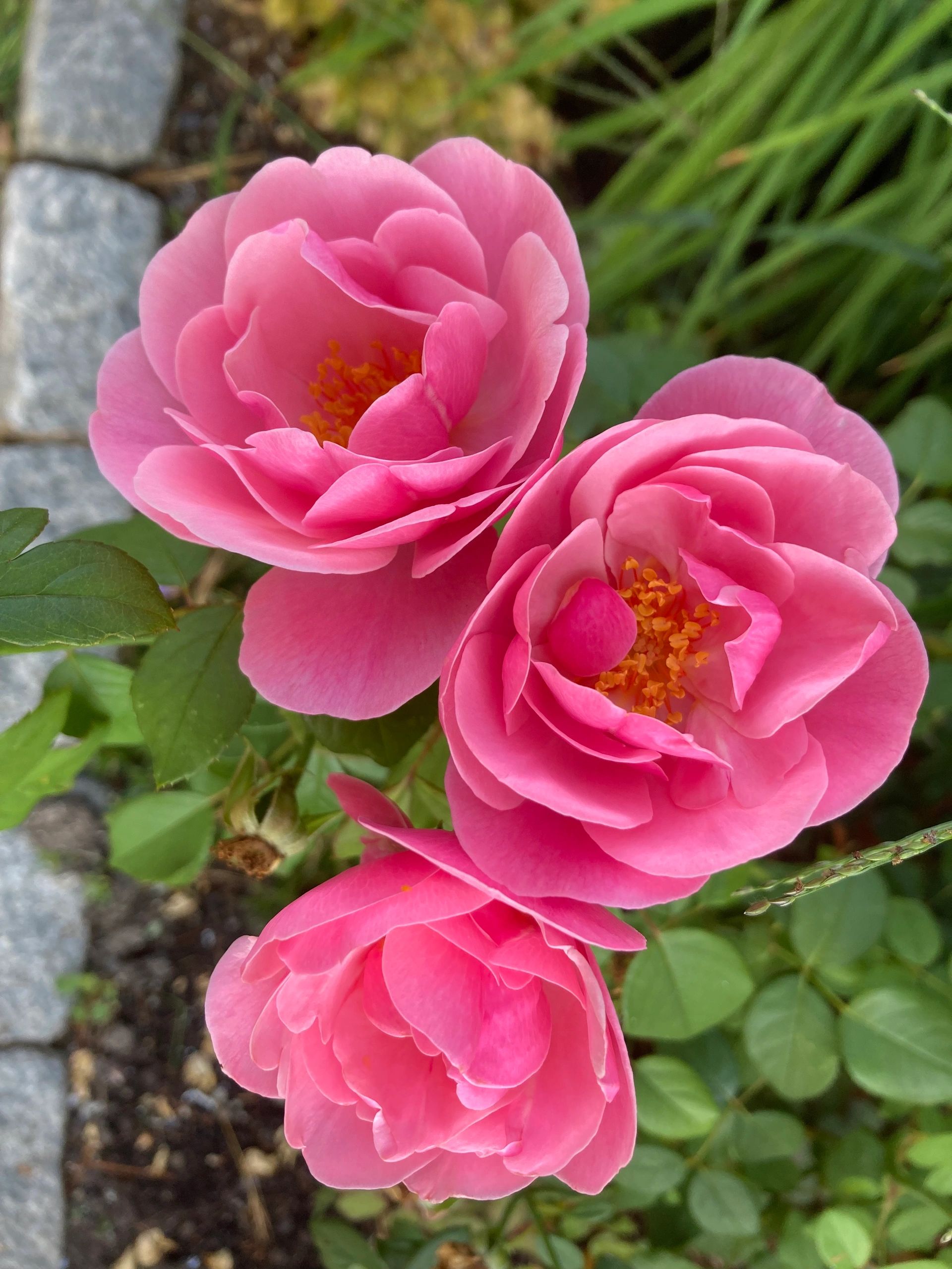 HOME [drsarahpaton.com]