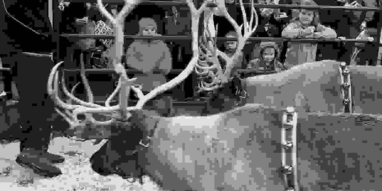 Reindeer Express - Reindeer Rentals, Reindeer