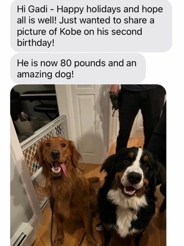 Golden Retrievers RI Customer Review – Read Now