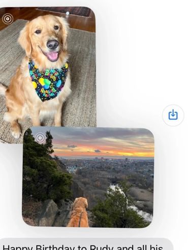 Golden Retrievers RI Customer Review – Read Now