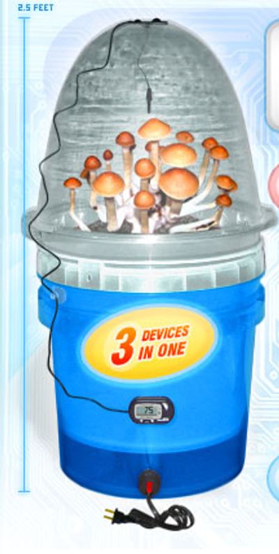 Mushroom Kit Reviews | mushroomkitreviews.org
