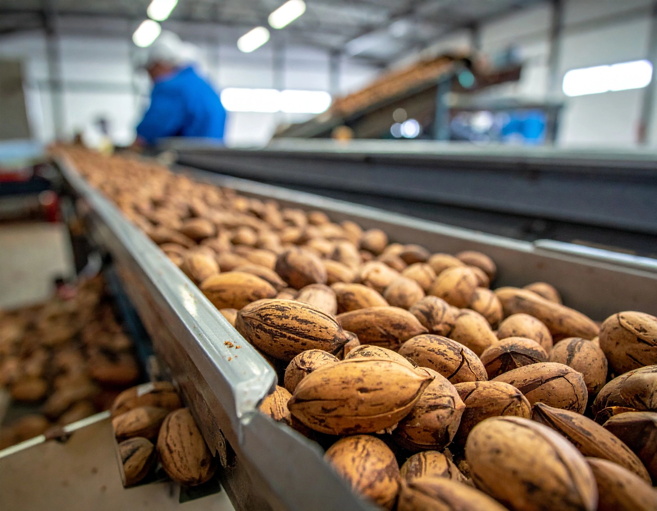 Pecan Cleaning and Processing - Palmer Pecan Company