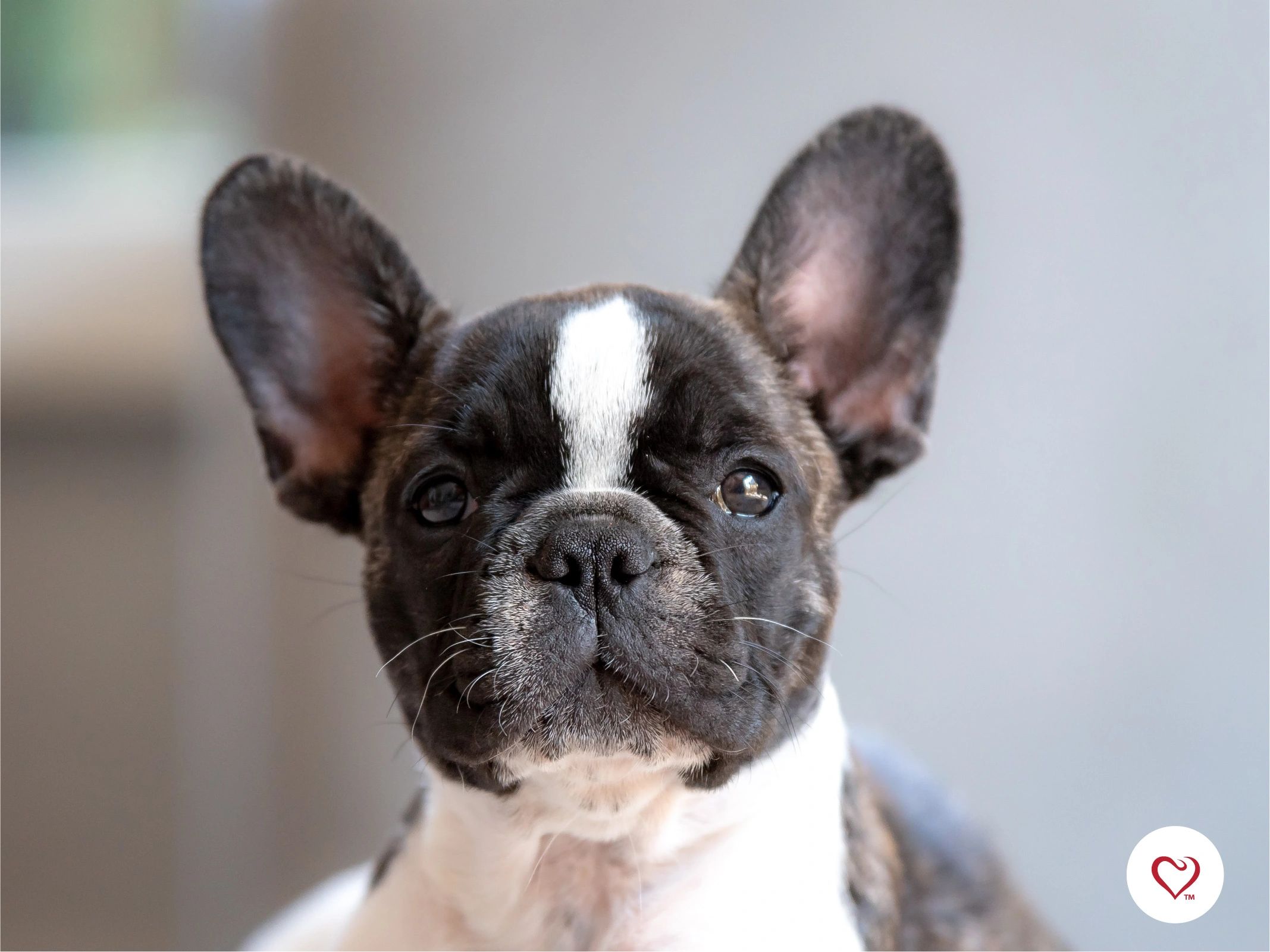 Hamilton Veterinary Services - Veterinary Clinic - Hamilton, Ontario