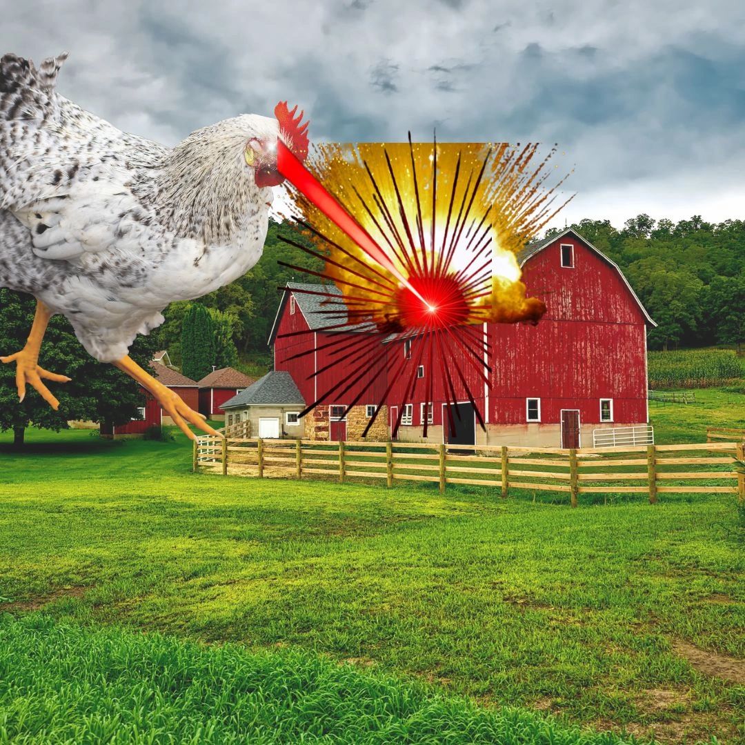 #5: Don’t be a chicken