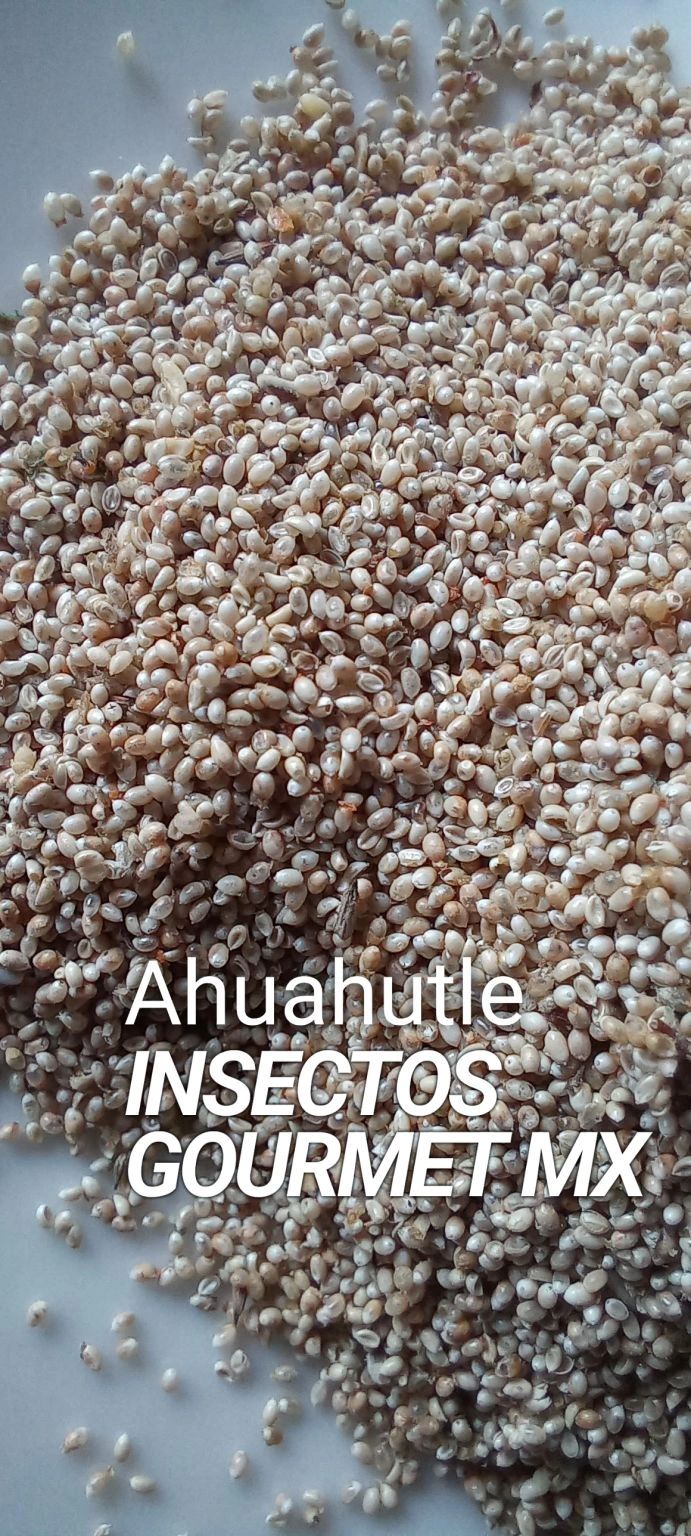 Recetas con Ahuautle, nuevo producto en venta.