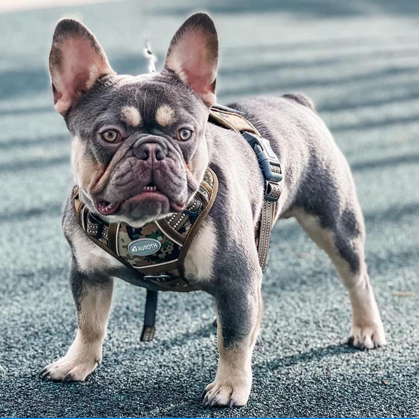 French Bulldog Studs