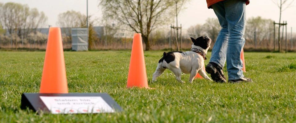 Intermediate Obedience/Intro to Rally Class (3 weeks) starting Sun ...