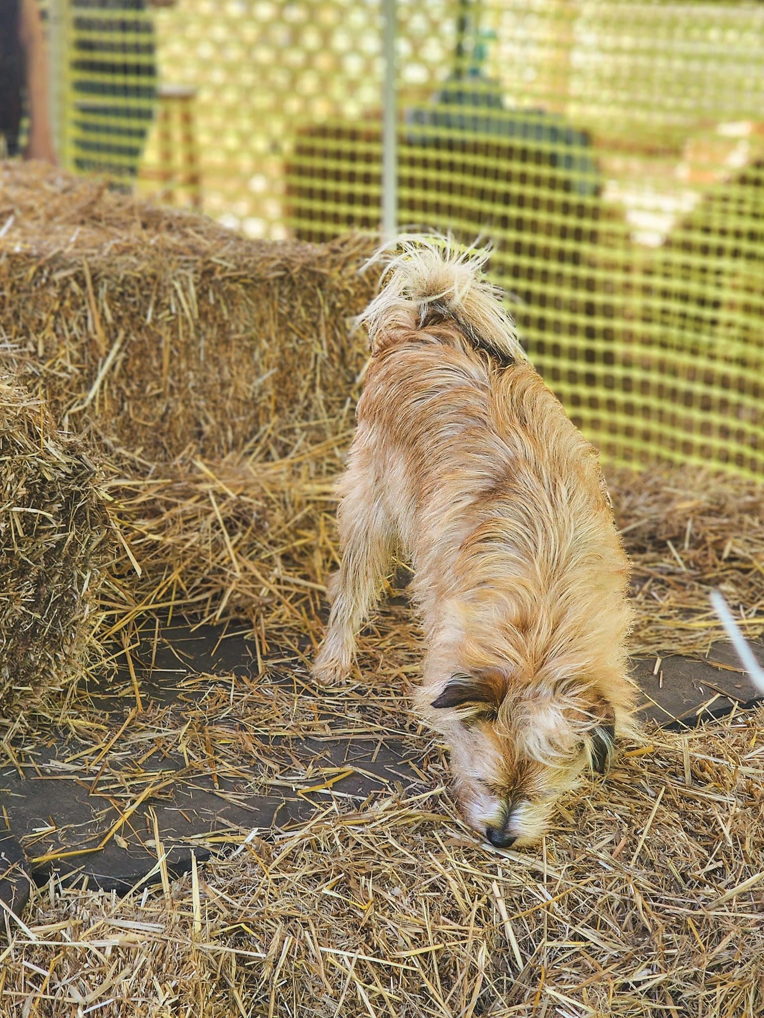 Barn Hunt Run-Throughs - Sun, Oct 13th at 10 AM