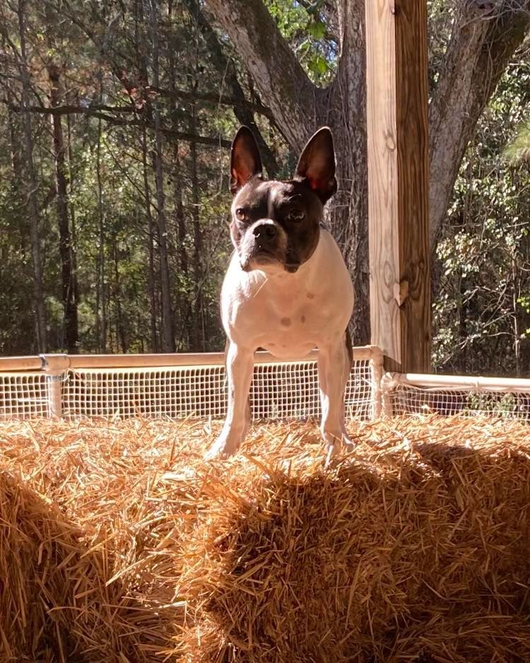 Barn Hunt Run-Throughs - Sun Jan 19th at 10 AM