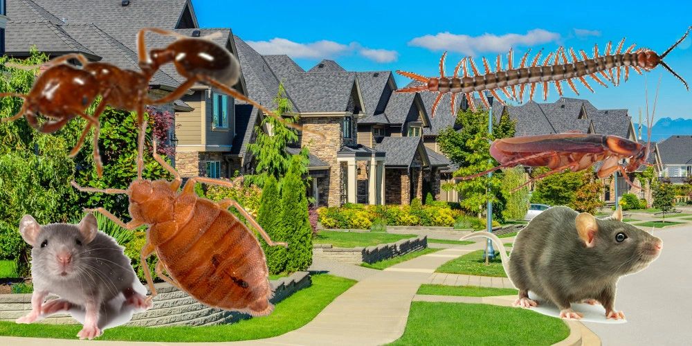 Pest Control - Master Pest Control