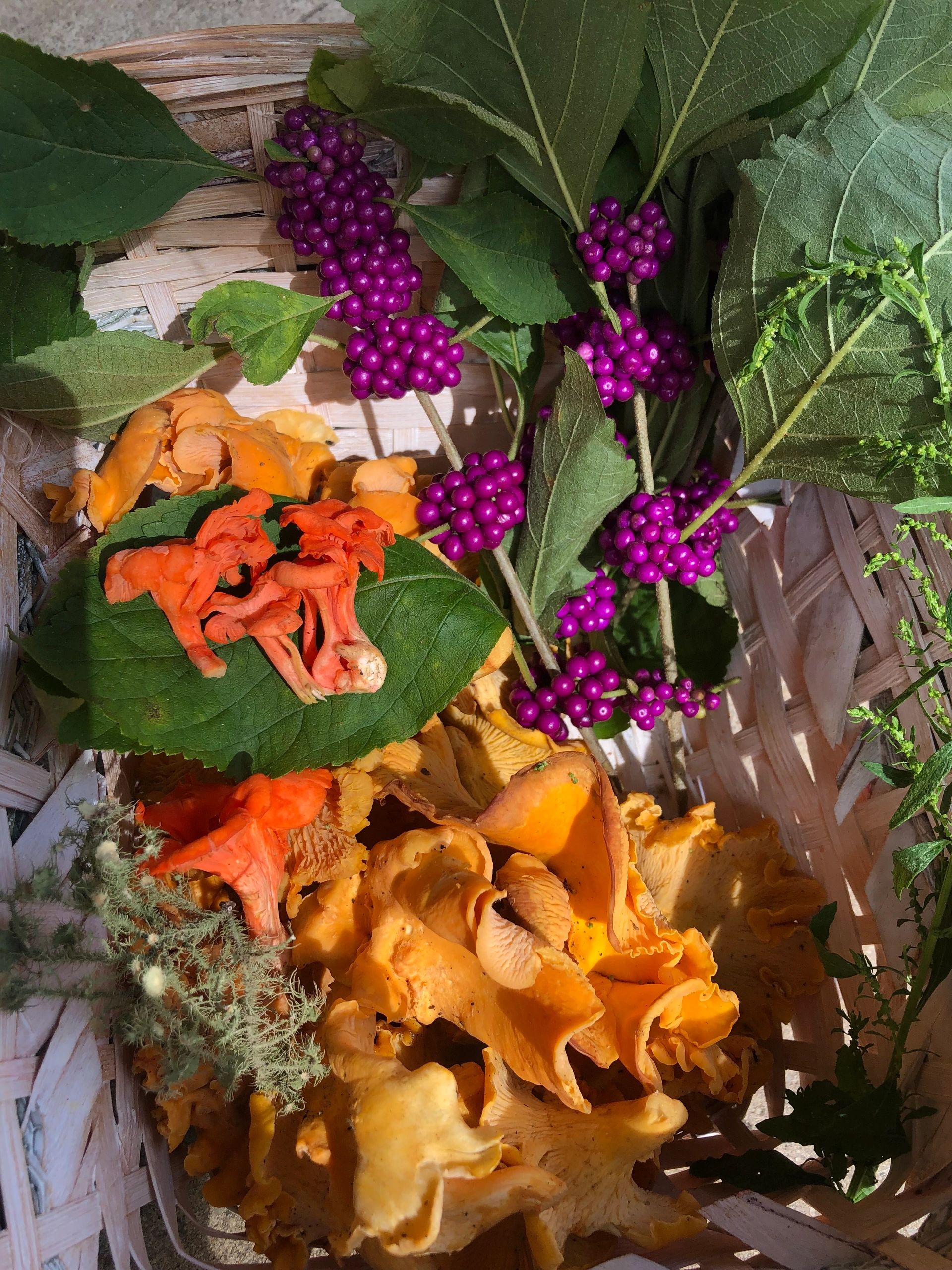 Wild Herbs & Co.