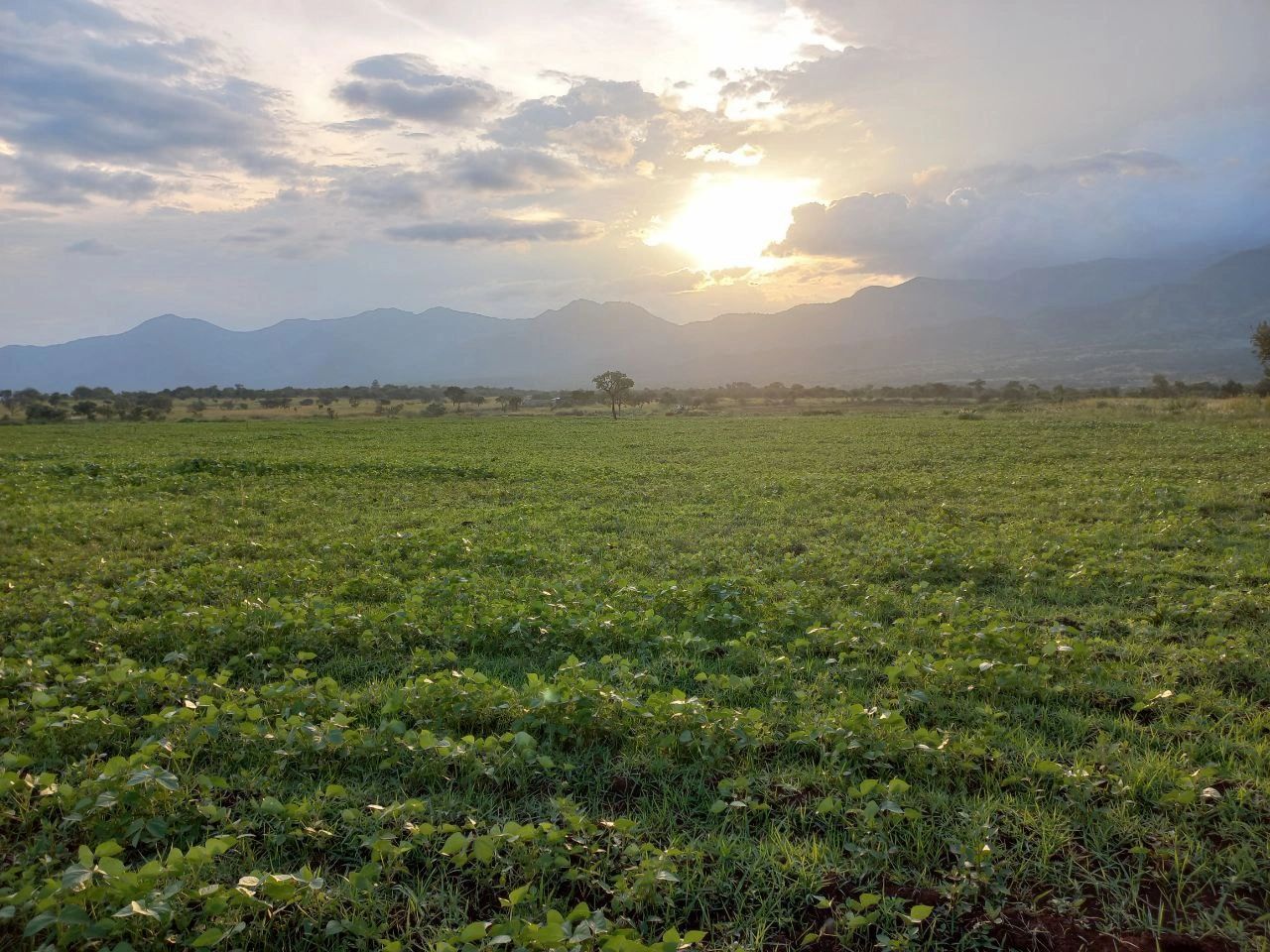 About | Alemayehu Nigussie