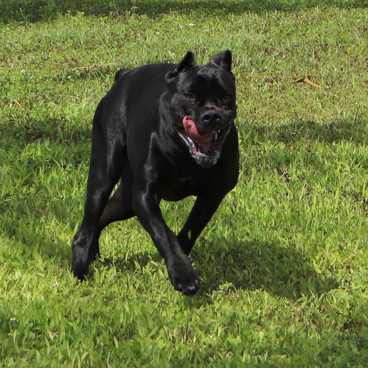 Will A Cane Corso Guard Livestock From A Coyote