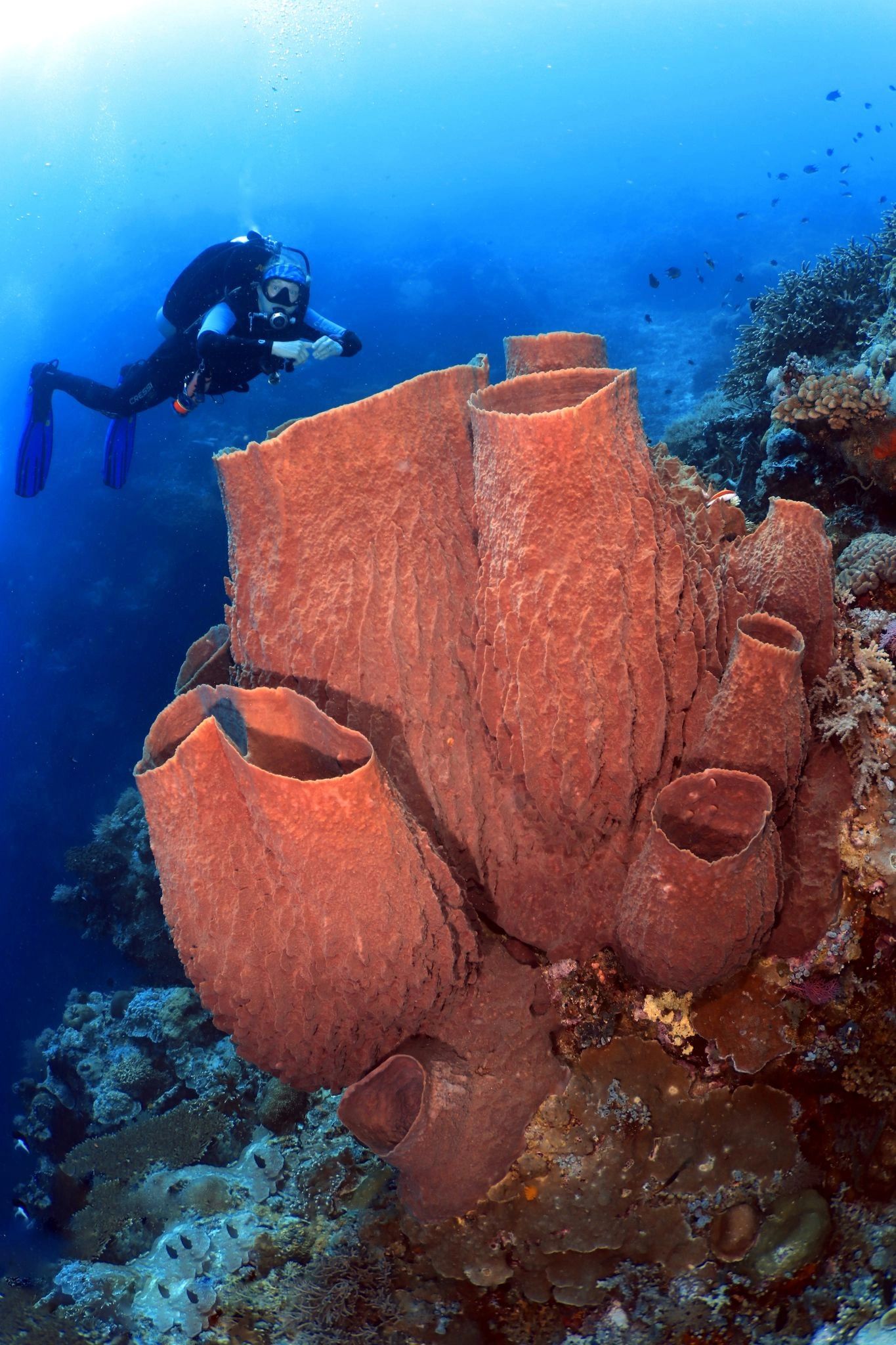Tubbataha Reefs: Southeast Asia’s Best Dive Destination for 2025