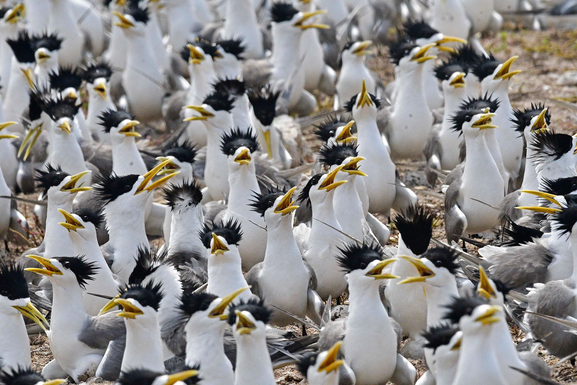 Seabird Fact Sheet
