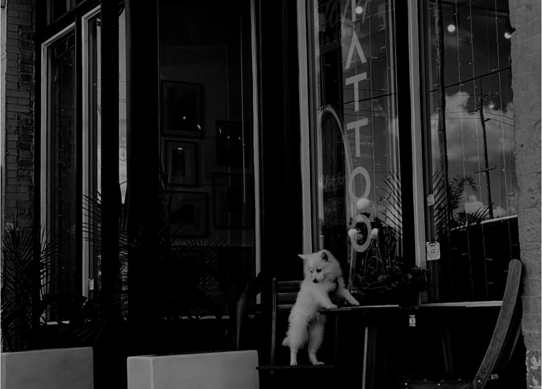 White Fox Tattoo Studio