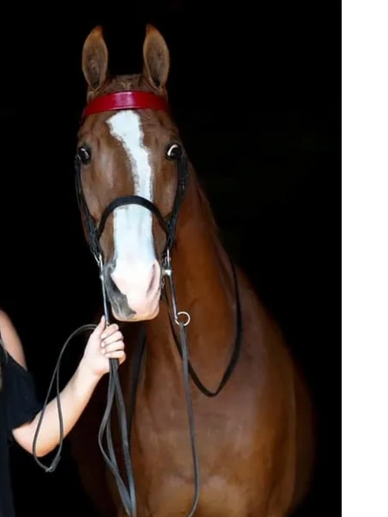 Meet the Lesson Horses | Feather Ridge Equestrian