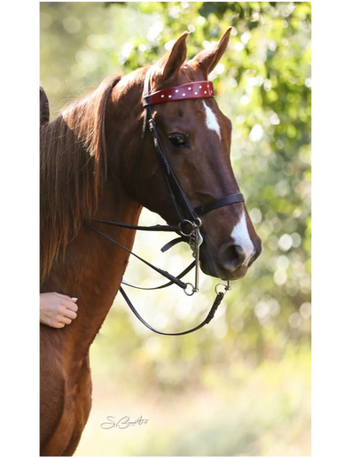 Meet the Lesson Horses | Feather Ridge Equestrian