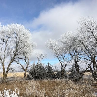 Our Story | Little Shire Farm