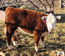 Mini Cows