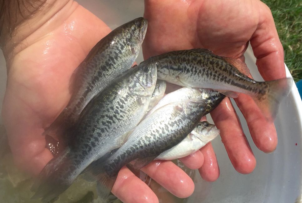 Sportfish Options | Overton Fisheries, Inc.